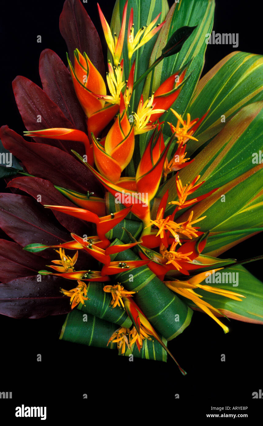 Ti leaf hi-res stock photography and images - Alamy