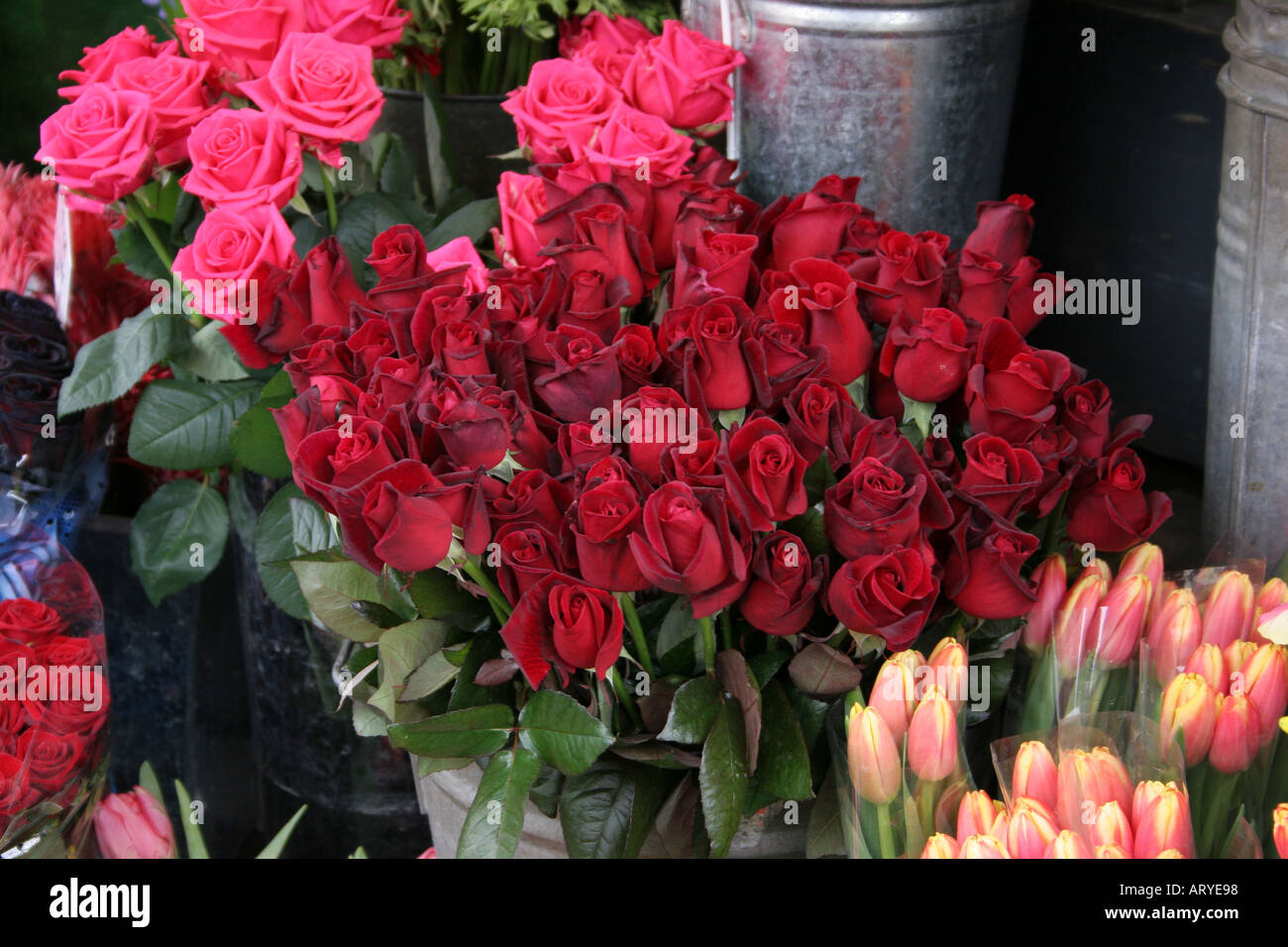 England roses hi-res stock photography and images - Alamy
