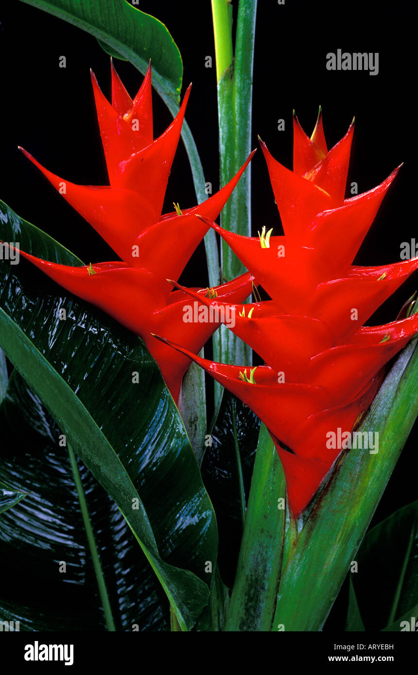 Close-up of Heliconia purpurea, against a background of leaves and ...