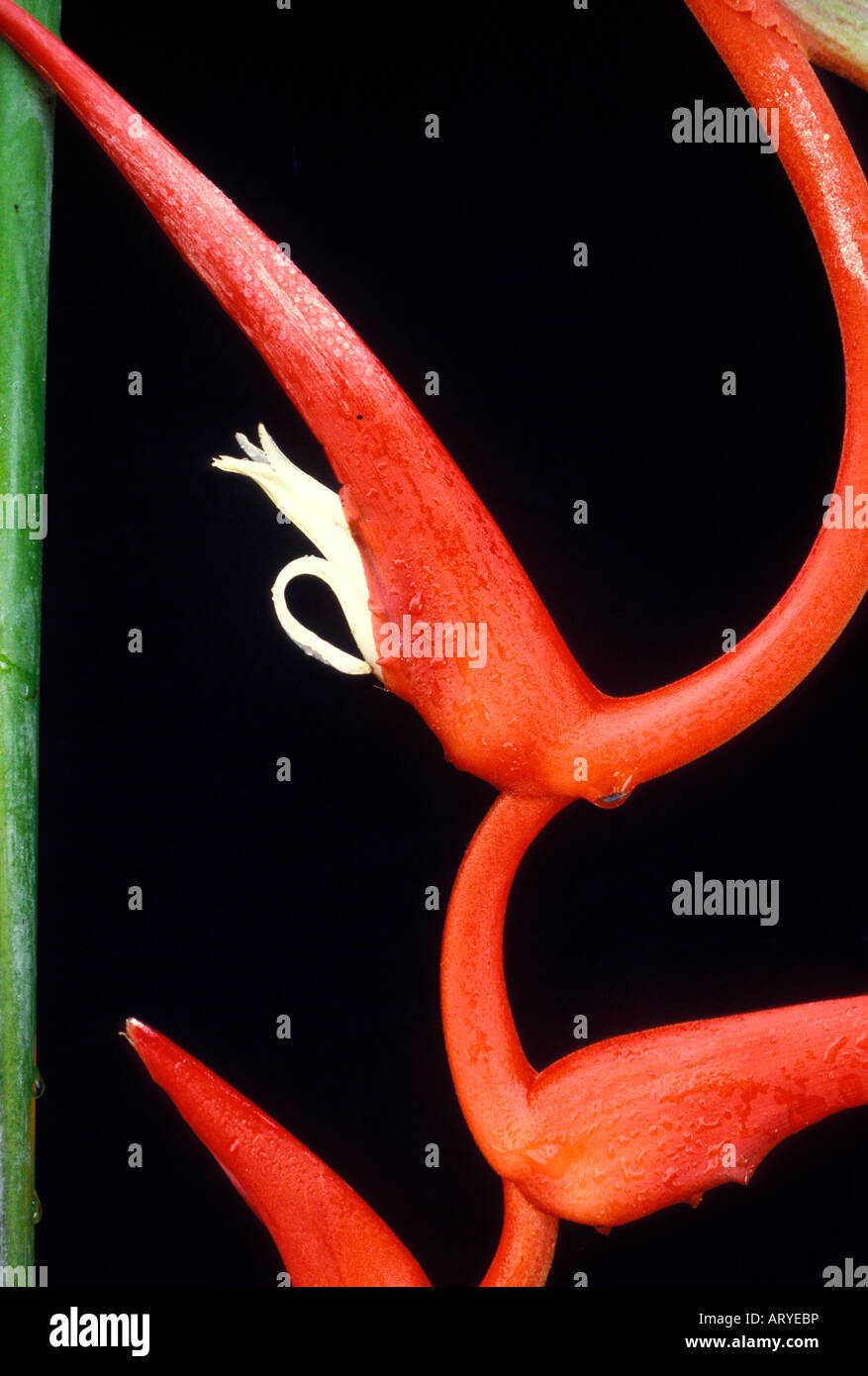 Detail of a bract and flower of Heliconia pendula, also known as Roseo ...