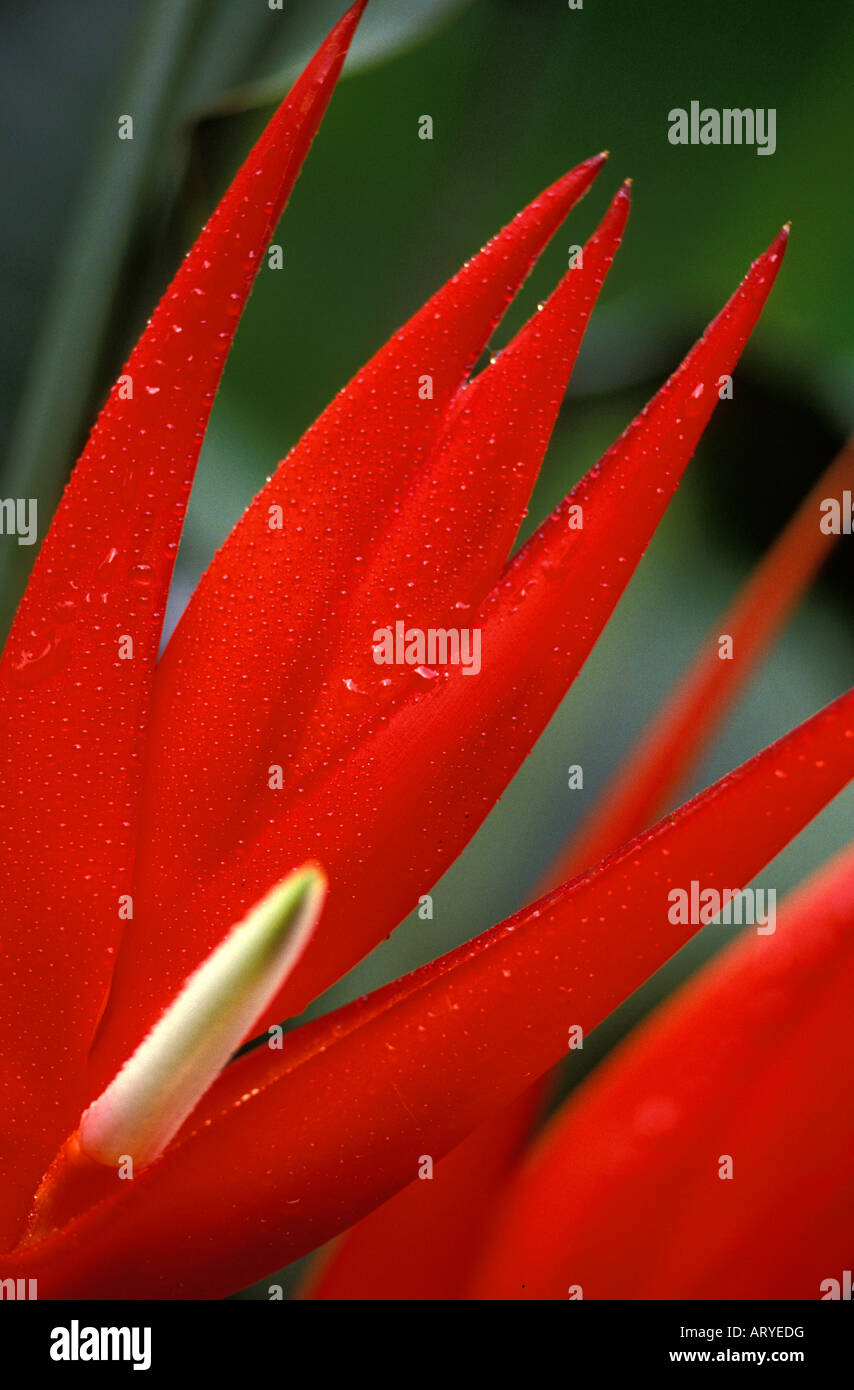 Heliconia angusta red holiday hi-res stock photography and images - Alamy