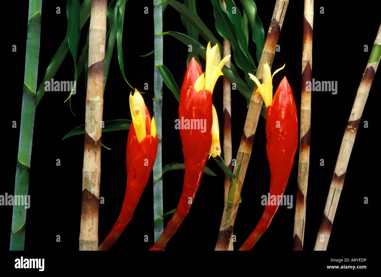 Three snake hi-res stock photography and images - Alamy