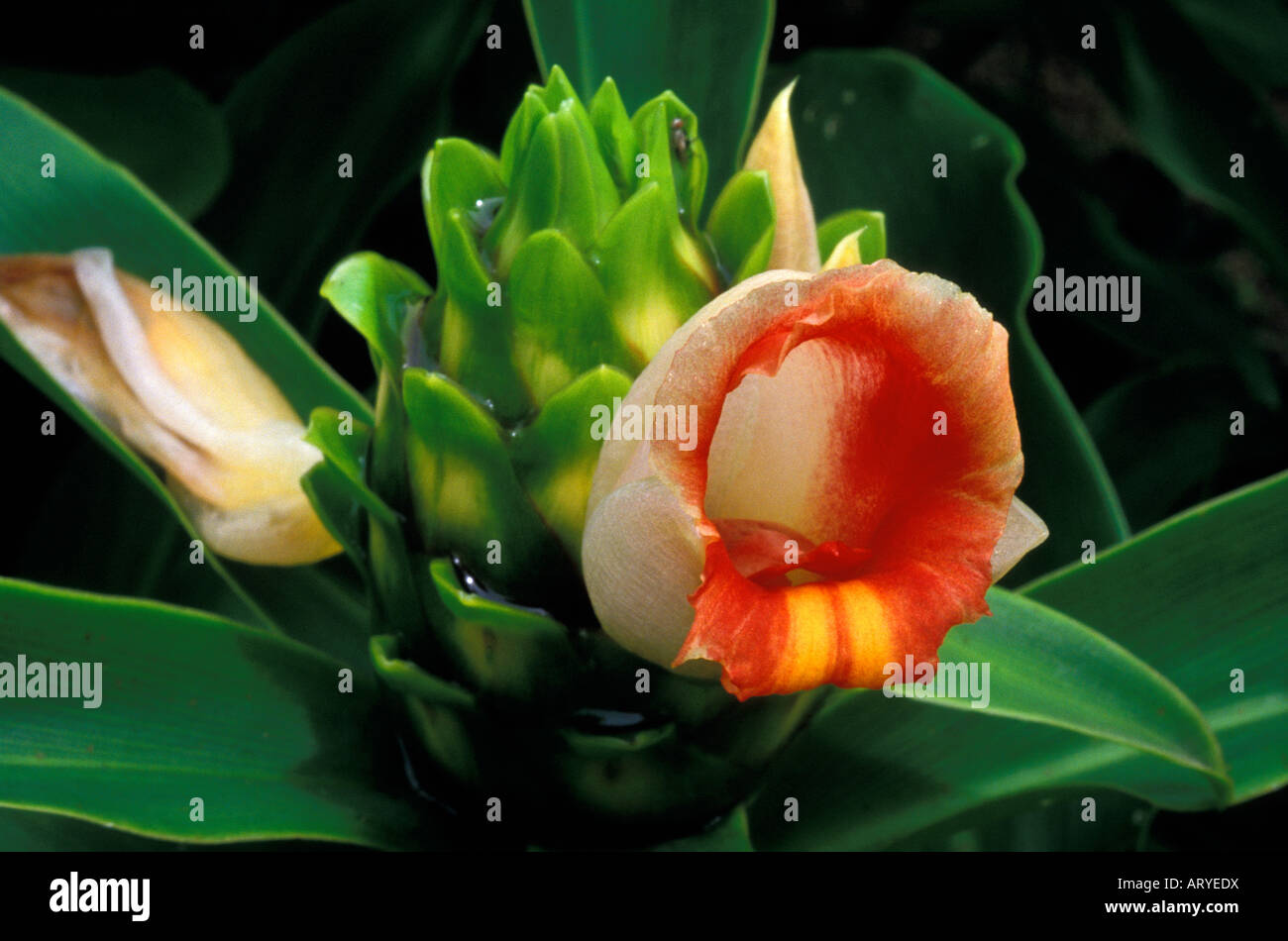 Just a bud hi-res stock photography and images - Alamy