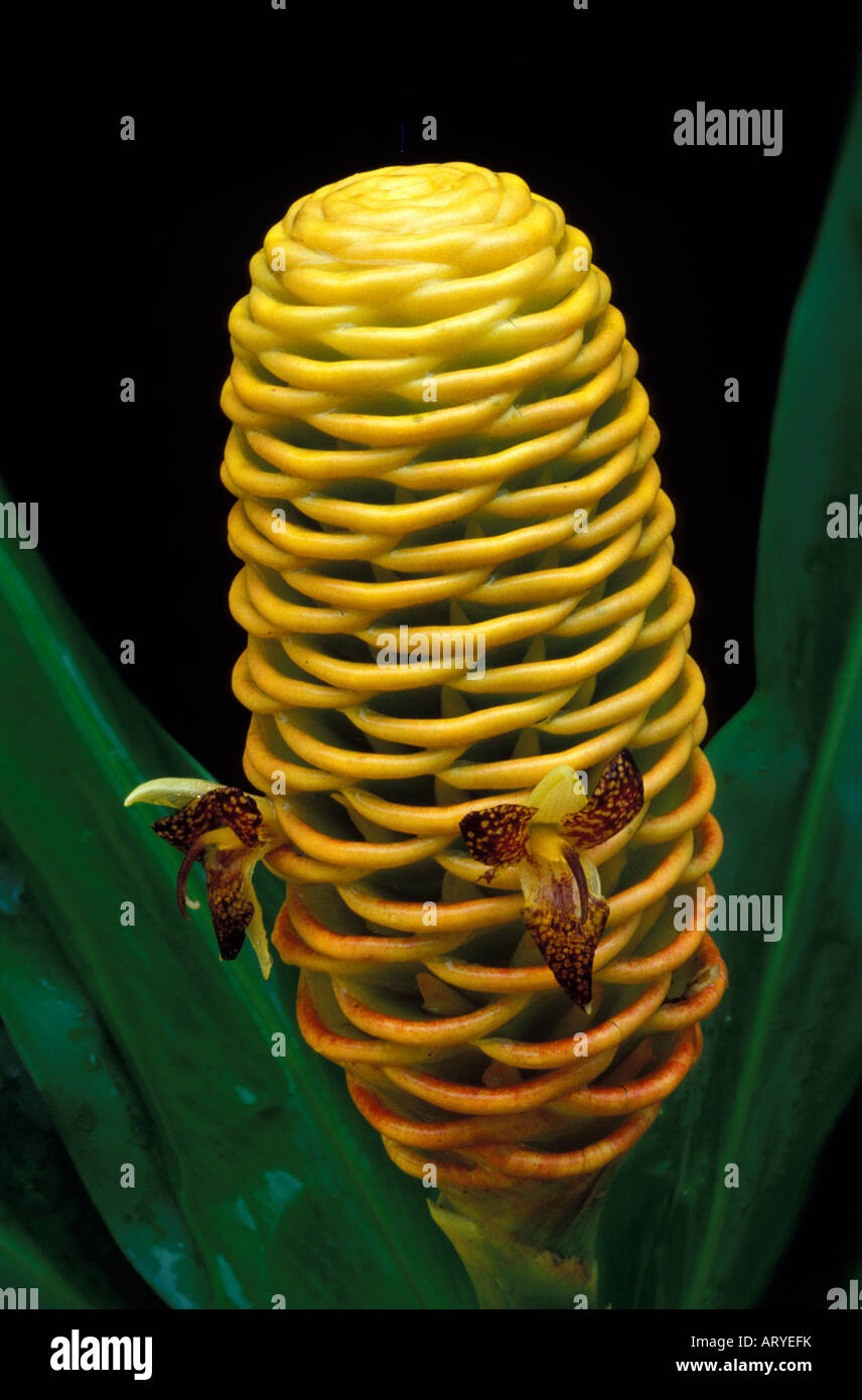 The bract of golden beehive ginger (Zingiber spectabile or spectabilis ...