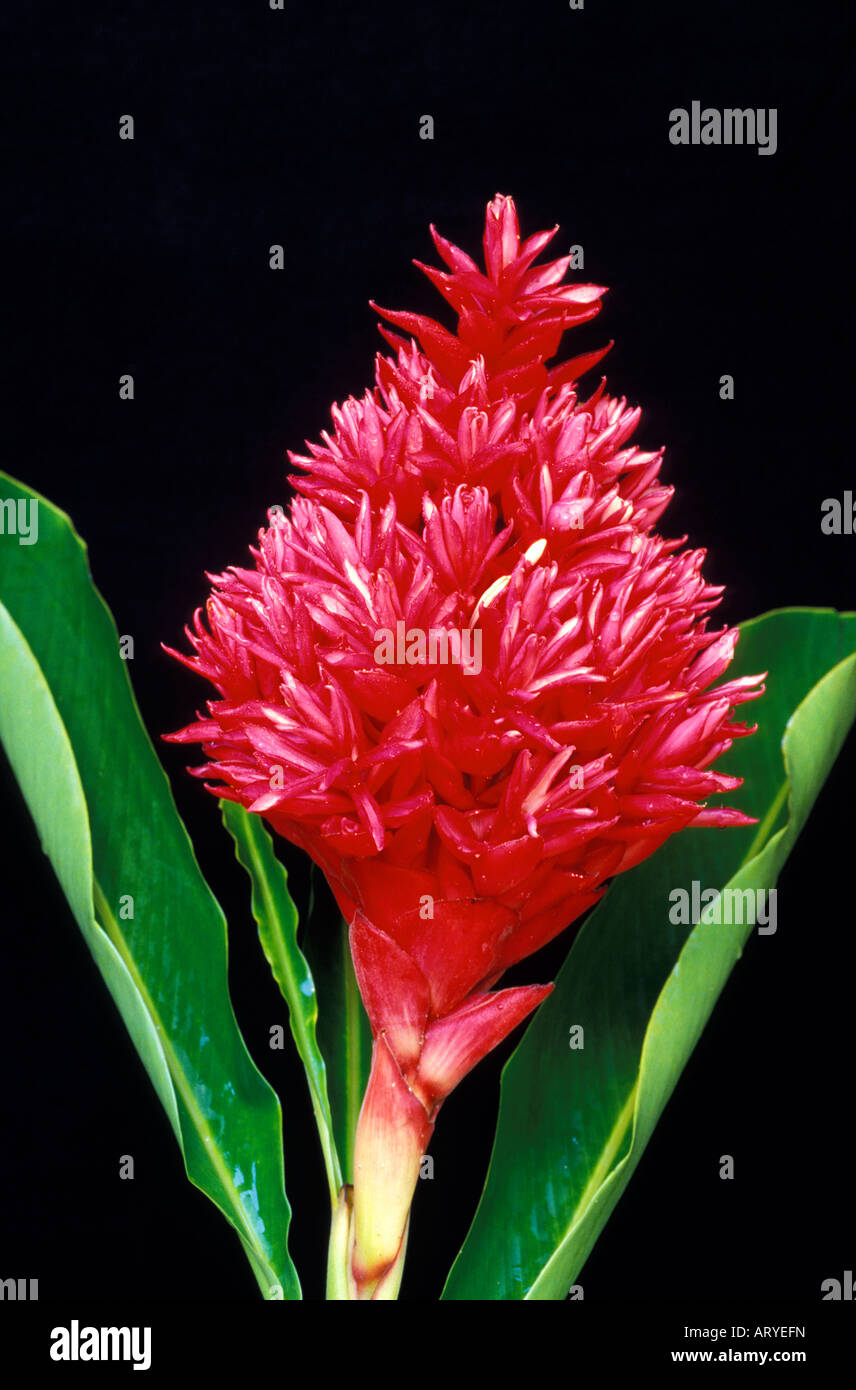 A bright red bract of Tahitian ginger (Alpina purpurata) in full bloom ...