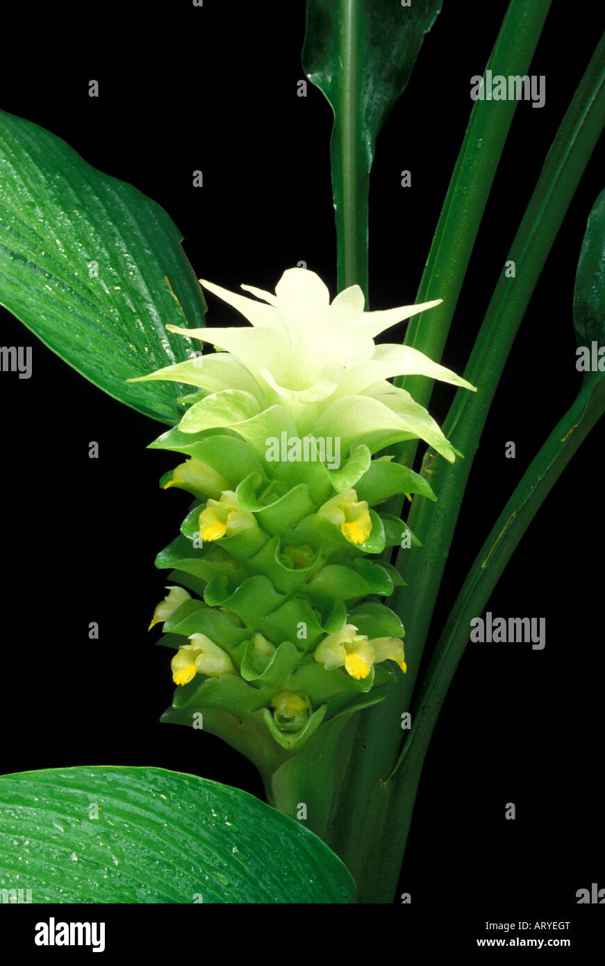 A green-and-white bract of olena (Curcuma domestica) amongst foliage ...