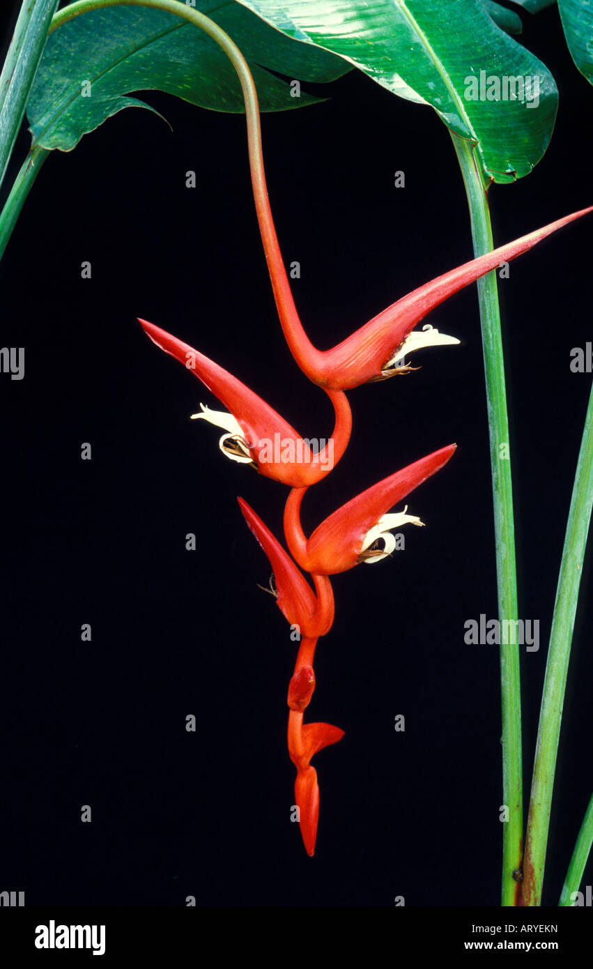Sinuous red bract of Heliconia pendula cv. Roseo-pendula Stock Photo ...