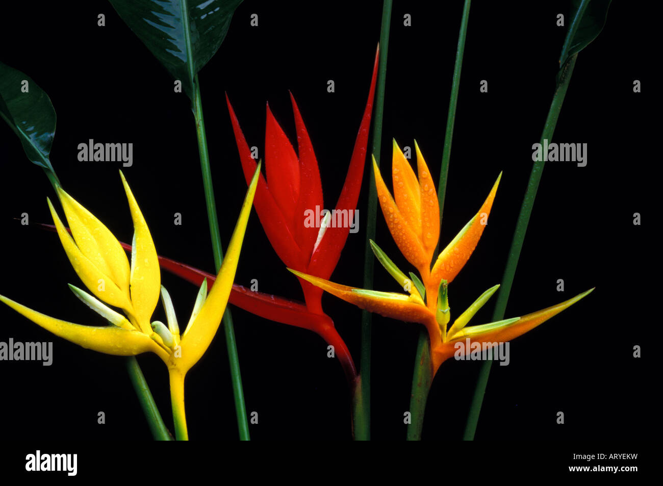 Three varieties of Heliconia angusta, from left to right: pagoda ...