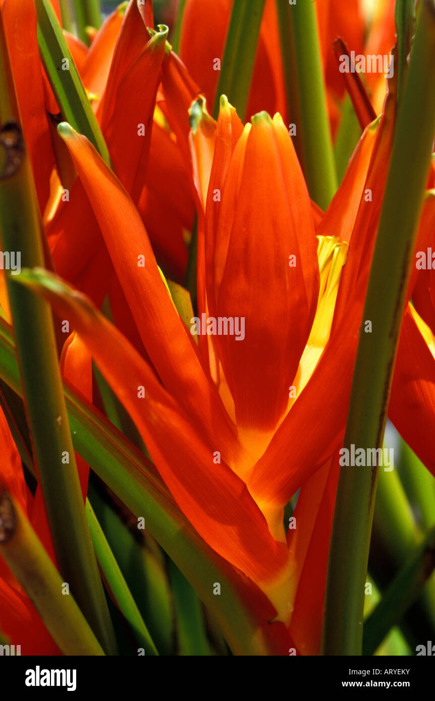 Blossoms of Okinawa Torch (Musa coccinea Stock Photo - Alamy