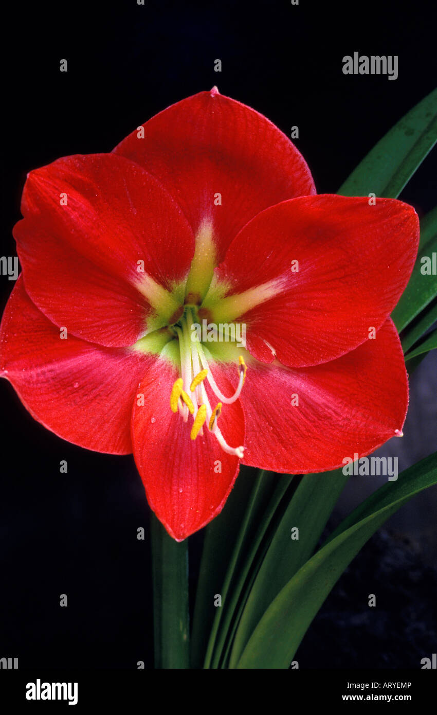 A bright red amaryllis blossom and foliage Stock Photo - Alamy