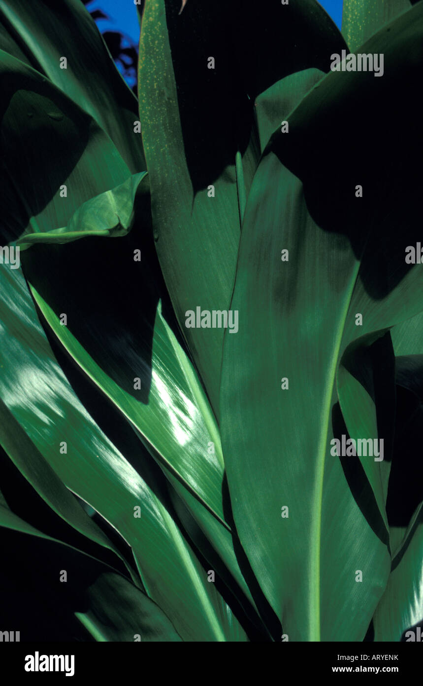 Hawaiian ti hi-res stock photography and images - Alamy