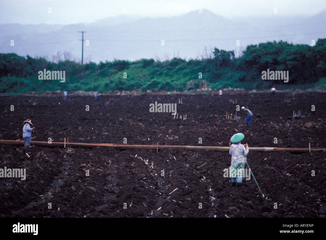 Sugar cane field workers hi-res stock photography and images - Alamy