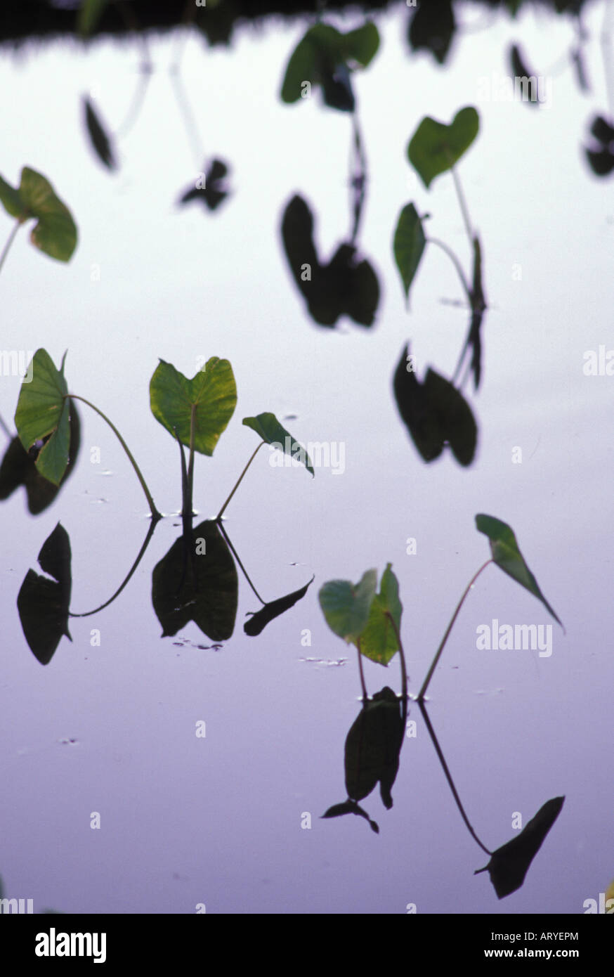 Young kalo (taro) growing in a loi or taro pond, on the island of Oahu ...