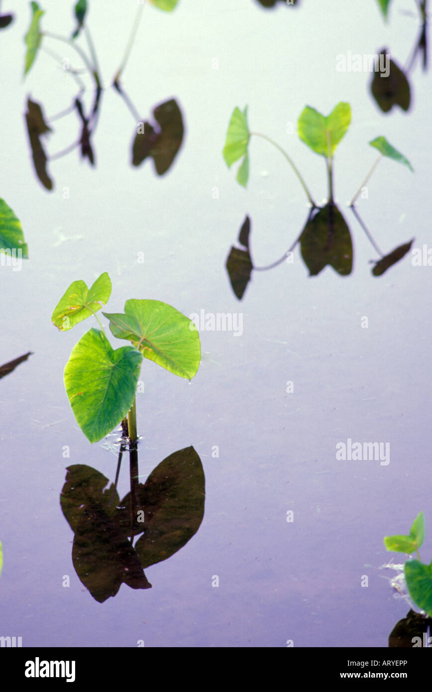 Kalo In Hawaiian High Resolution Stock Photography and Images - Alamy