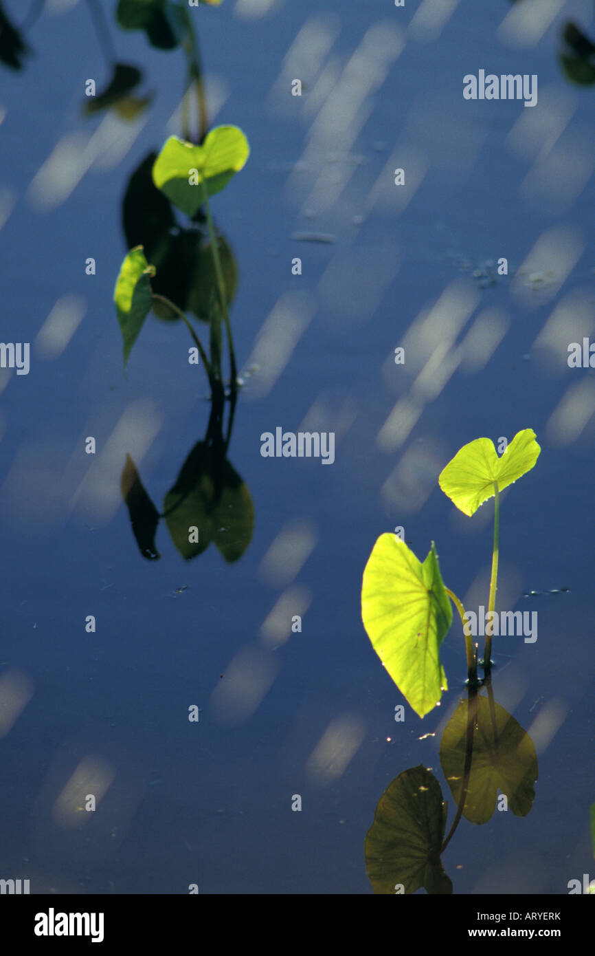Young kalo (taro) growing in a loi or taro pond, on the island of Oahu ...