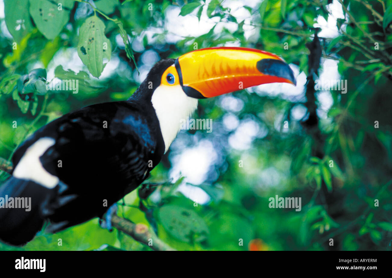 Tucano, Pantanal, Paraná, Brazil Stock Photo - Alamy