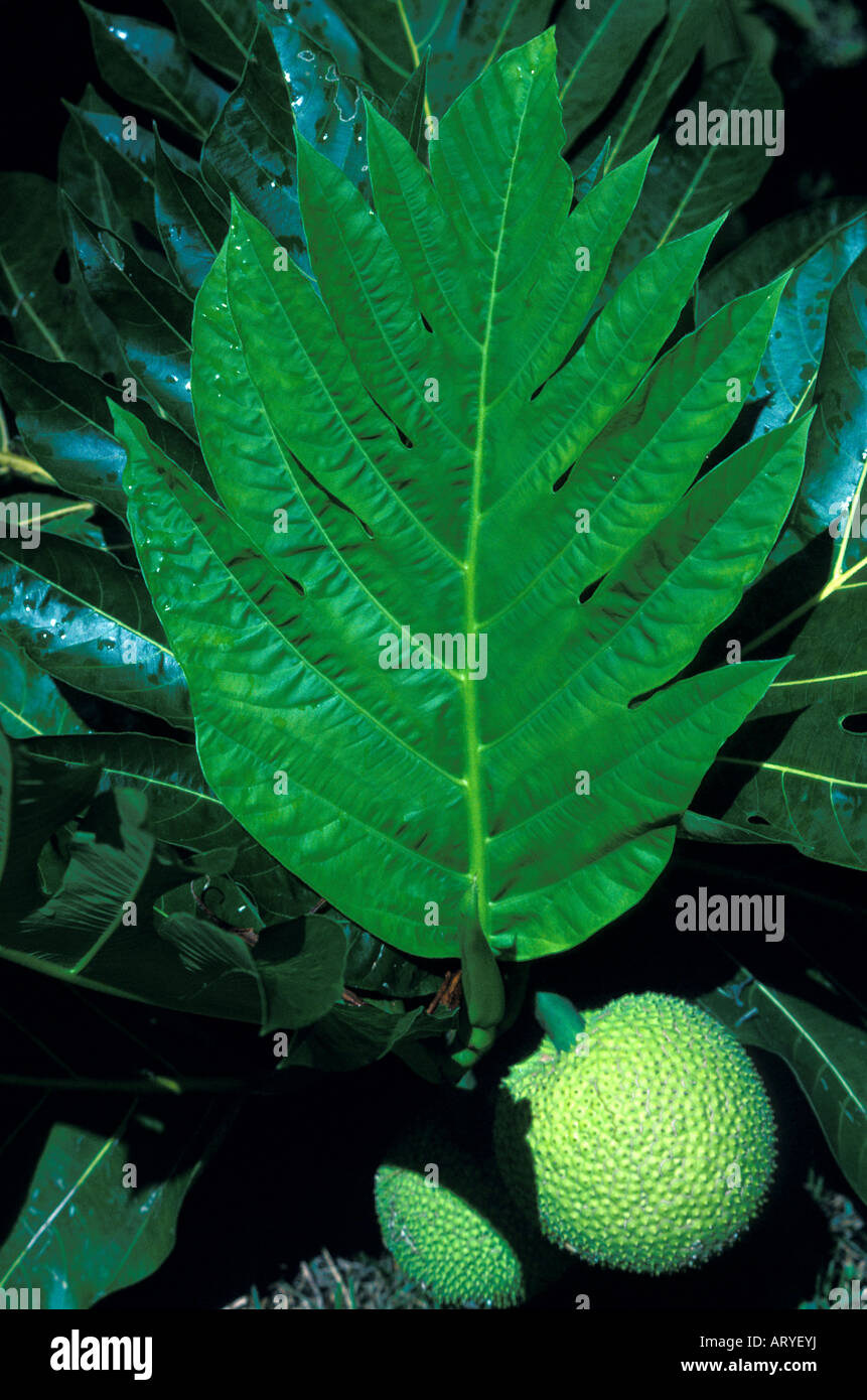 Breadfruit (ulu) is a native plant important in Hawaiian culture. The ...
