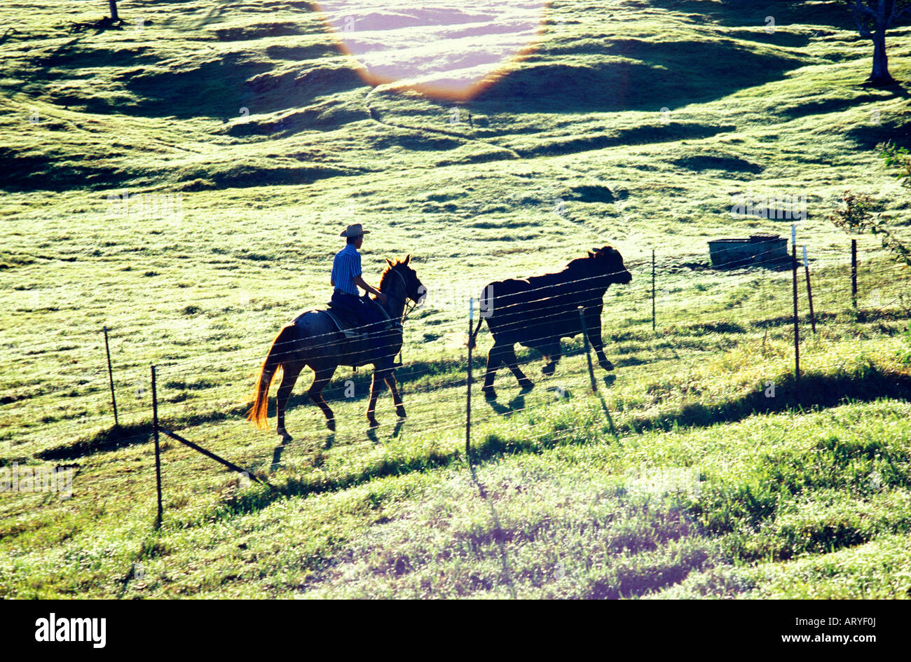 Working cowboy on horse herding a cow, Hualalai Ranch, South Kohala ...