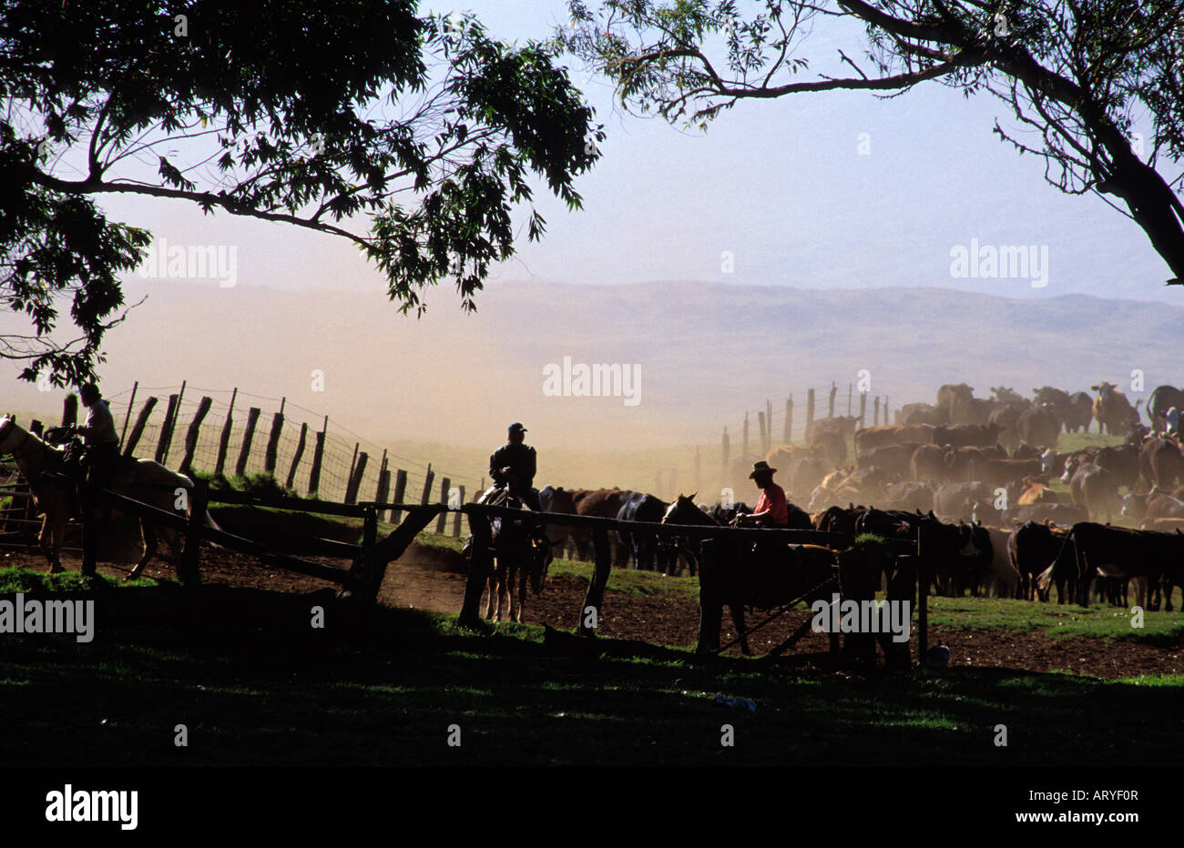 Cowboys working the cattle herd on Parker Ranch, Waimea (Kamuela ...