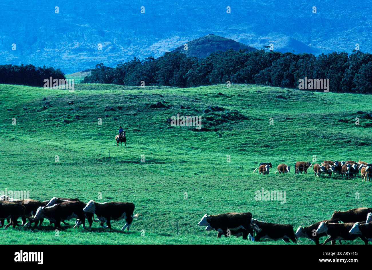 Cowboy working the cattle herd on Parker Ranch with ocean in background ...