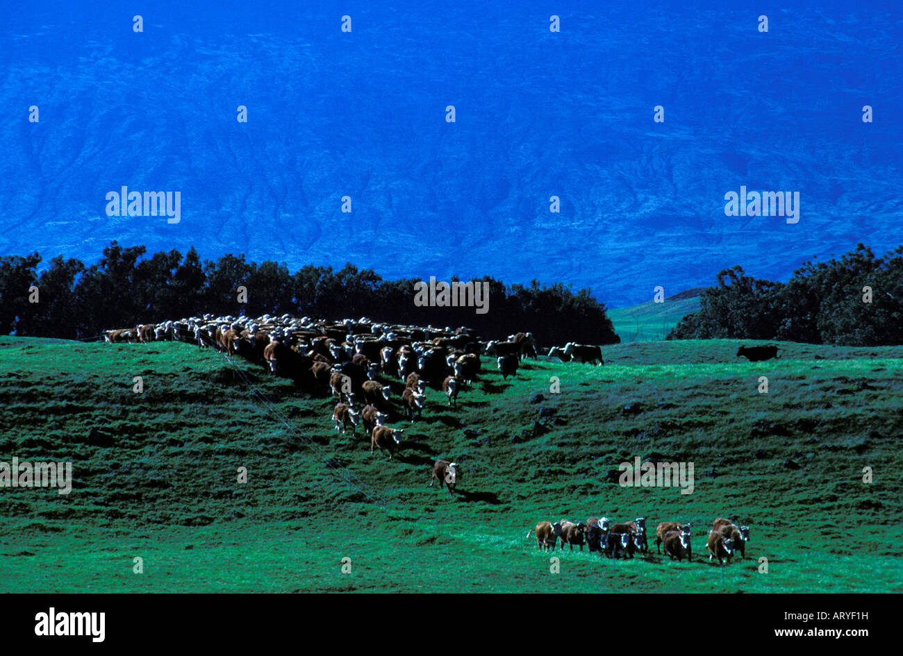 Cowboys working the cattle herd on Parker Ranch with ocean in ...
