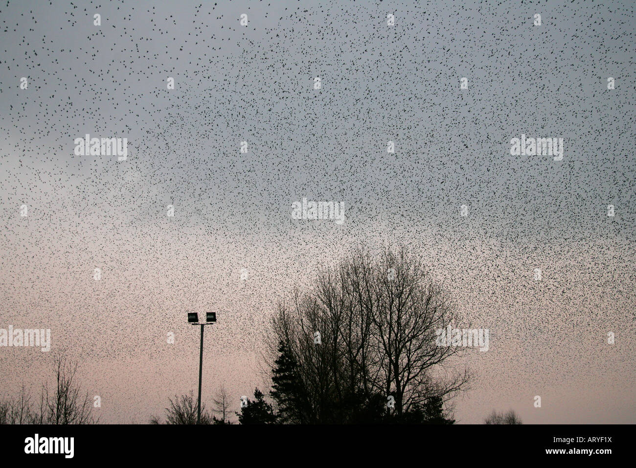 flock sky lots of birds in flight multiple copious abundant various ...