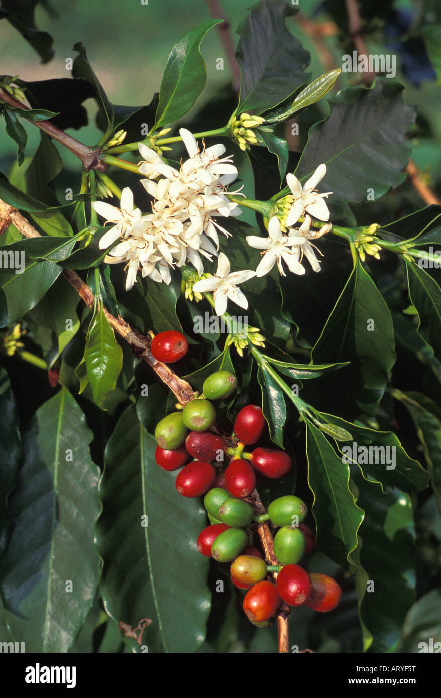 Kona Coffee Plant