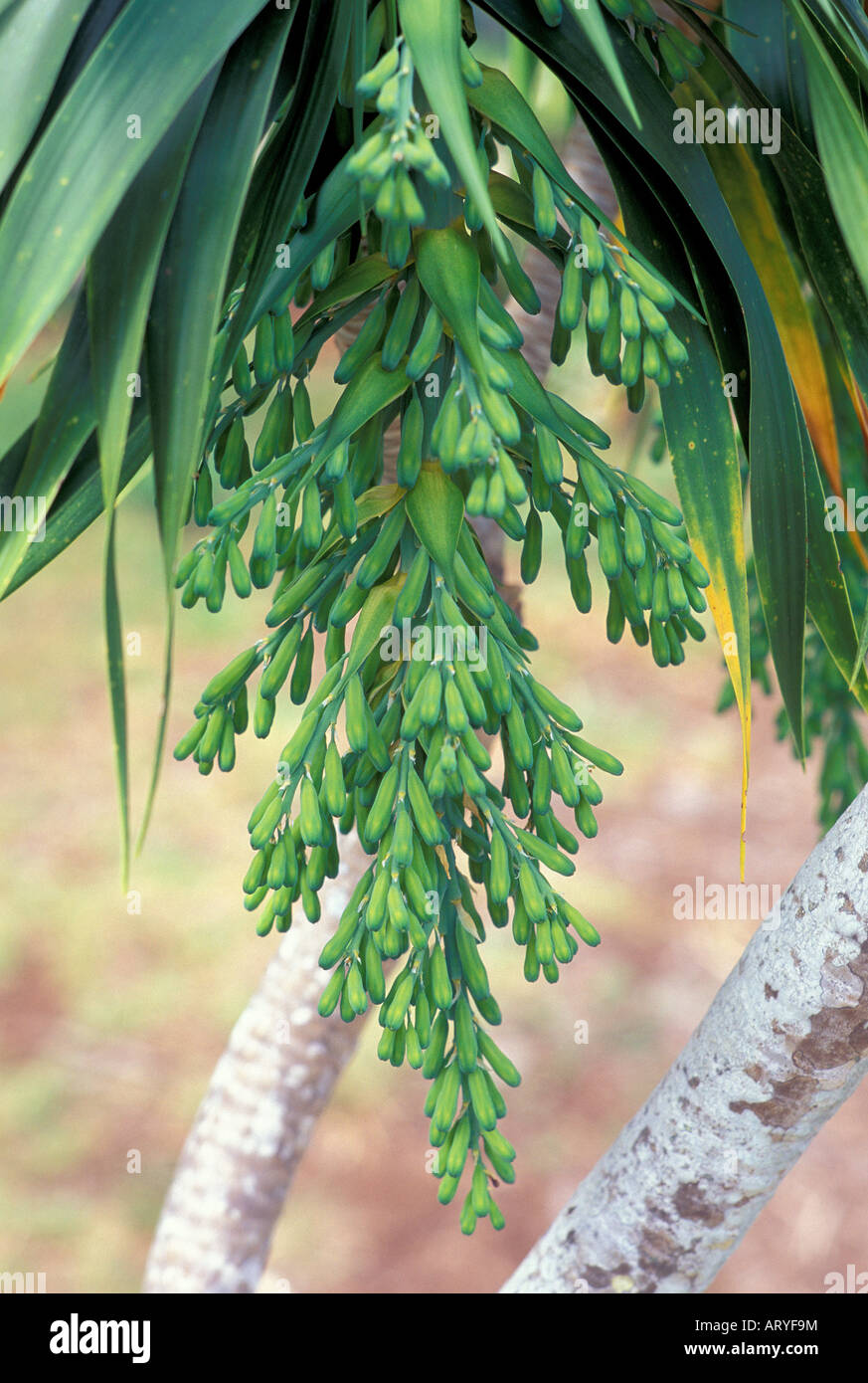 Halapepe, a native dracaena, is a dryland forest plant, South Kohala ...
