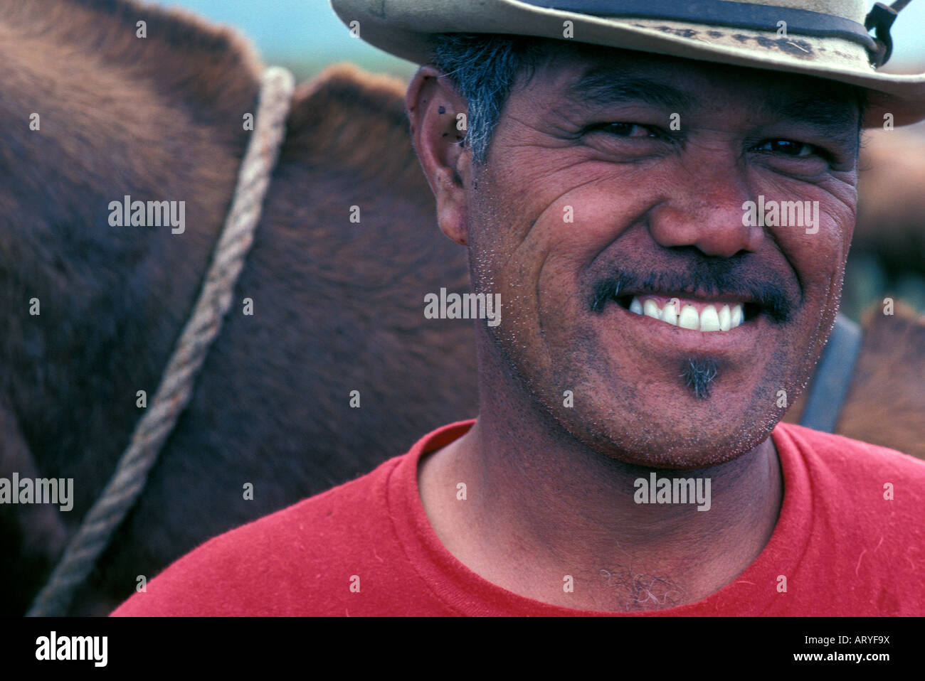 Portrait of a smiling paniolo (cowboy) in front of his horse Stock ...