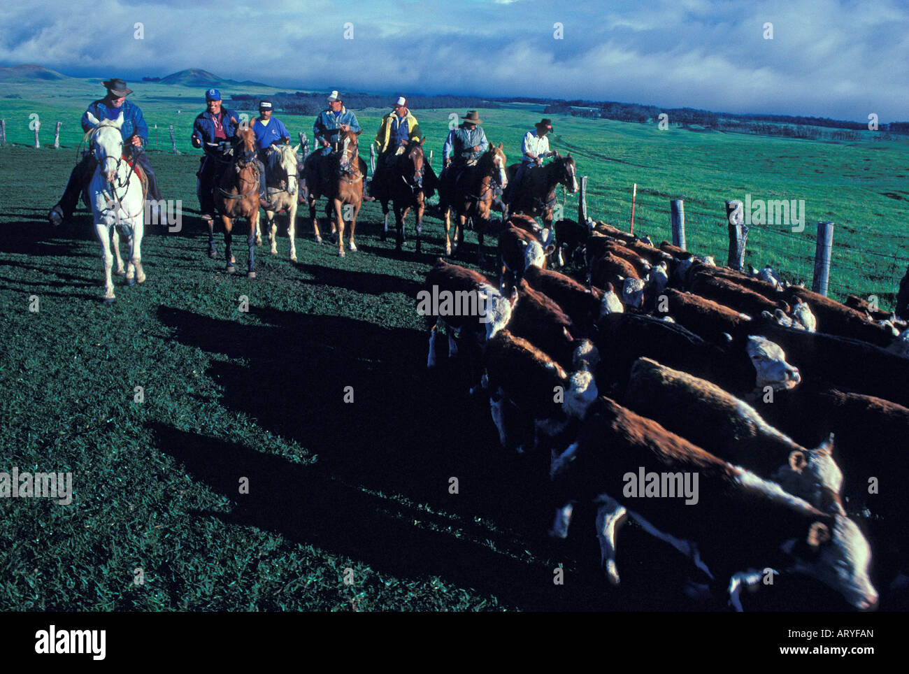 Paniolo waimea hi-res stock photography and images - Alamy