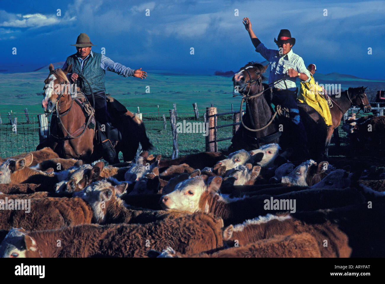 Paniolos (Hawaiian cowboys) on horseback, herding cattle at Parker ...