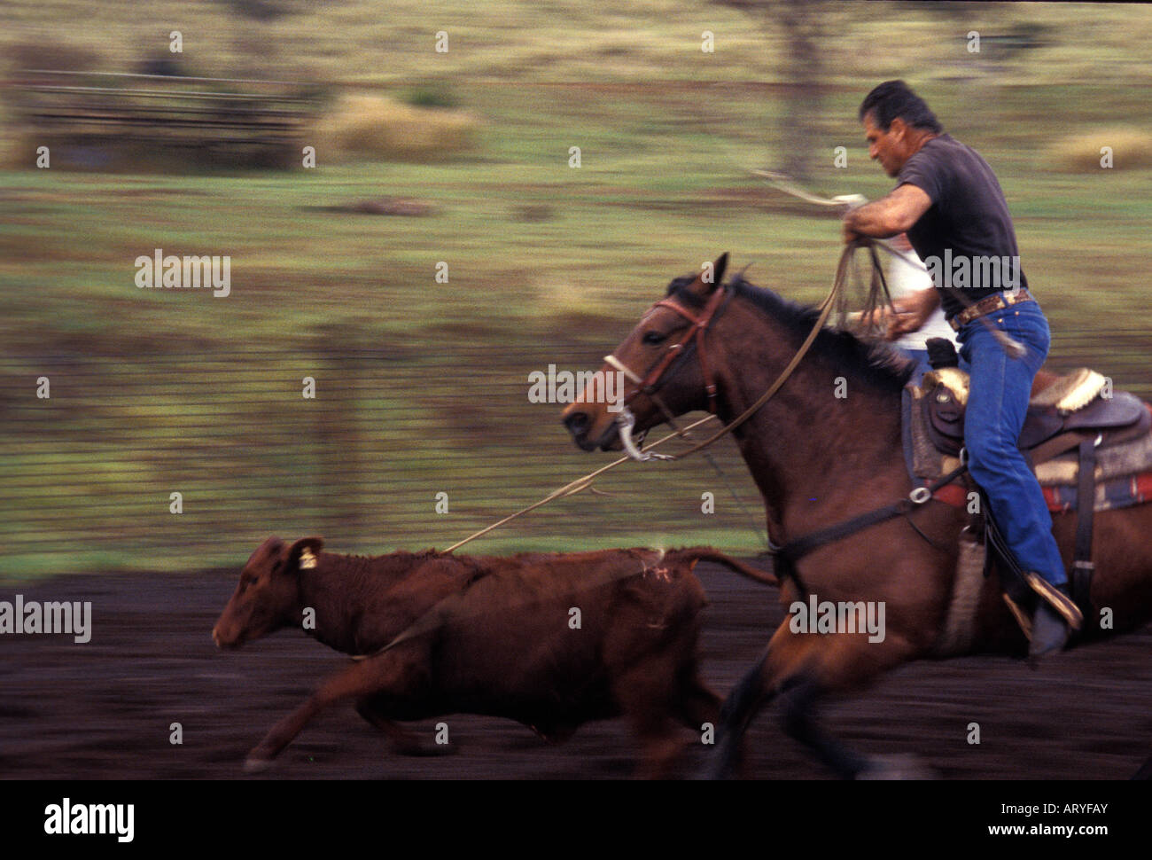 Paniolo (Hawaiian cowboy) on horseback, herding cattle at Parker Ranch ...