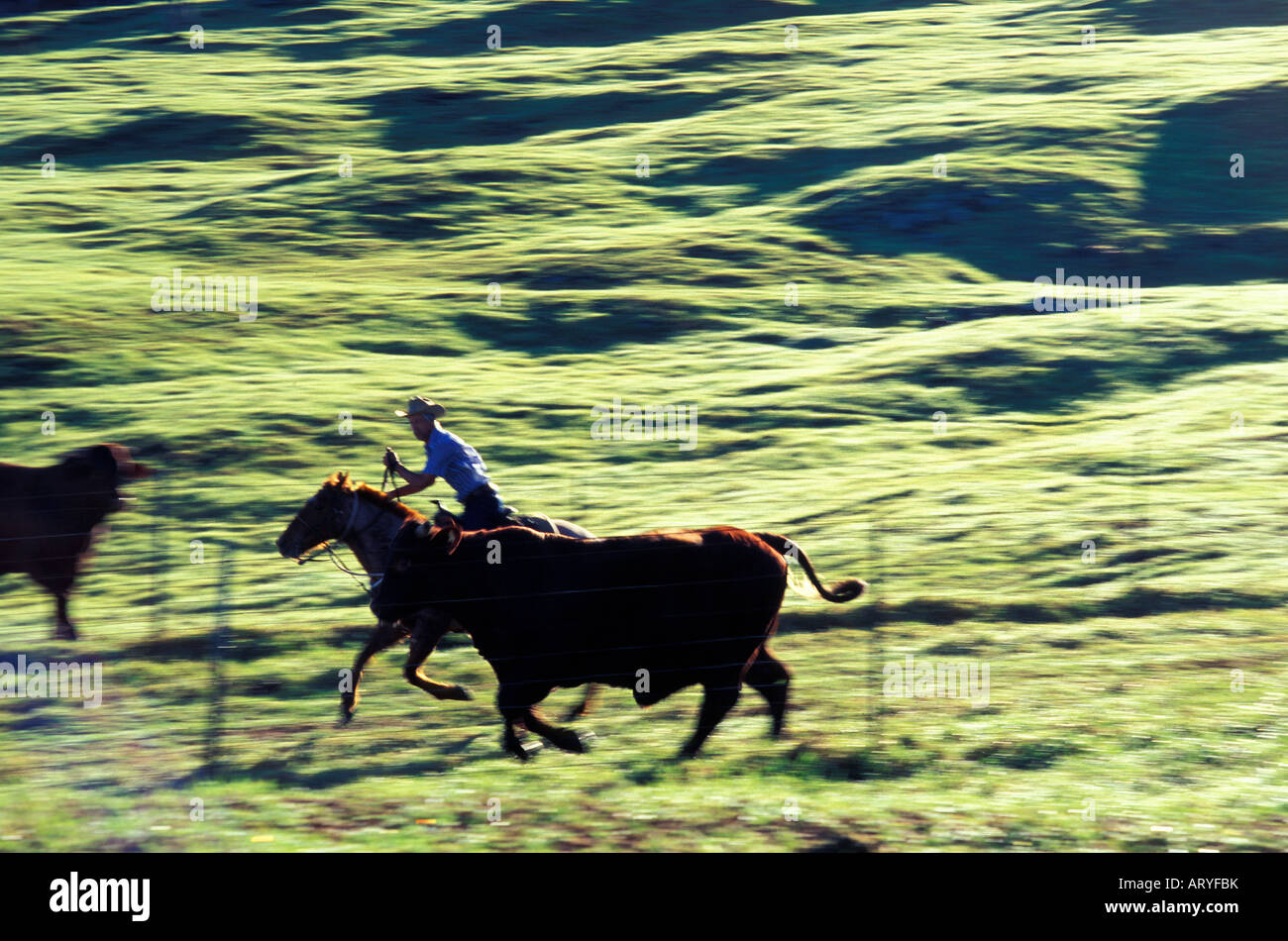 Cattle ranching hawaii hi-res stock photography and images - Alamy