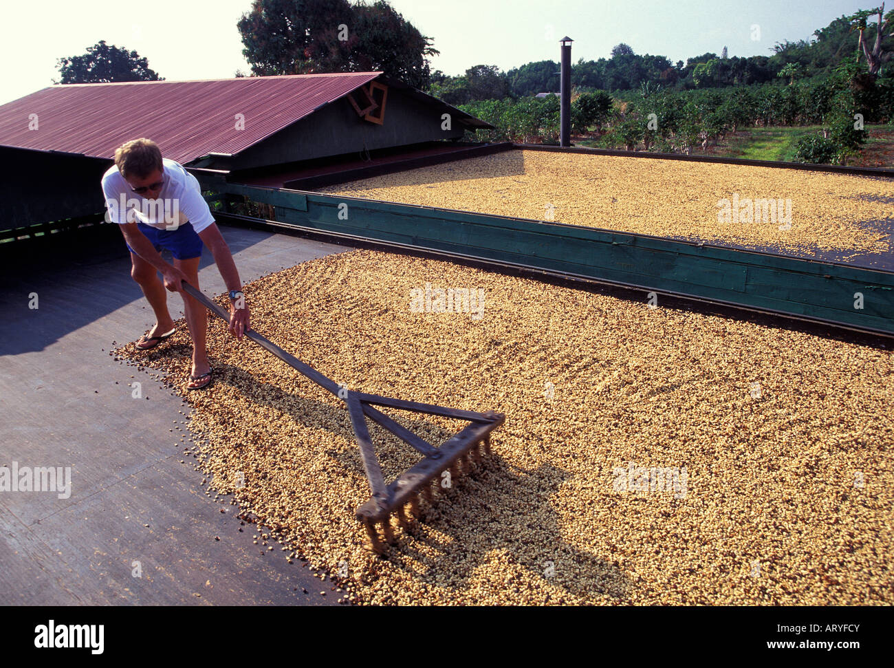 Man raking Kona coffee beans drying in the sun, Greenwell Farms ...