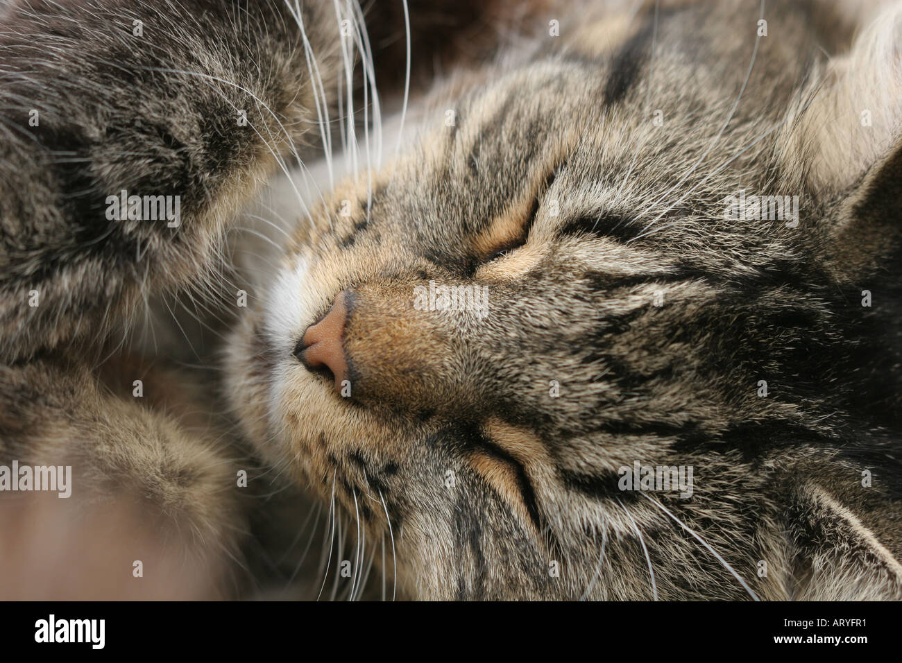 cat sleeping cat nap Stock Photo - Alamy