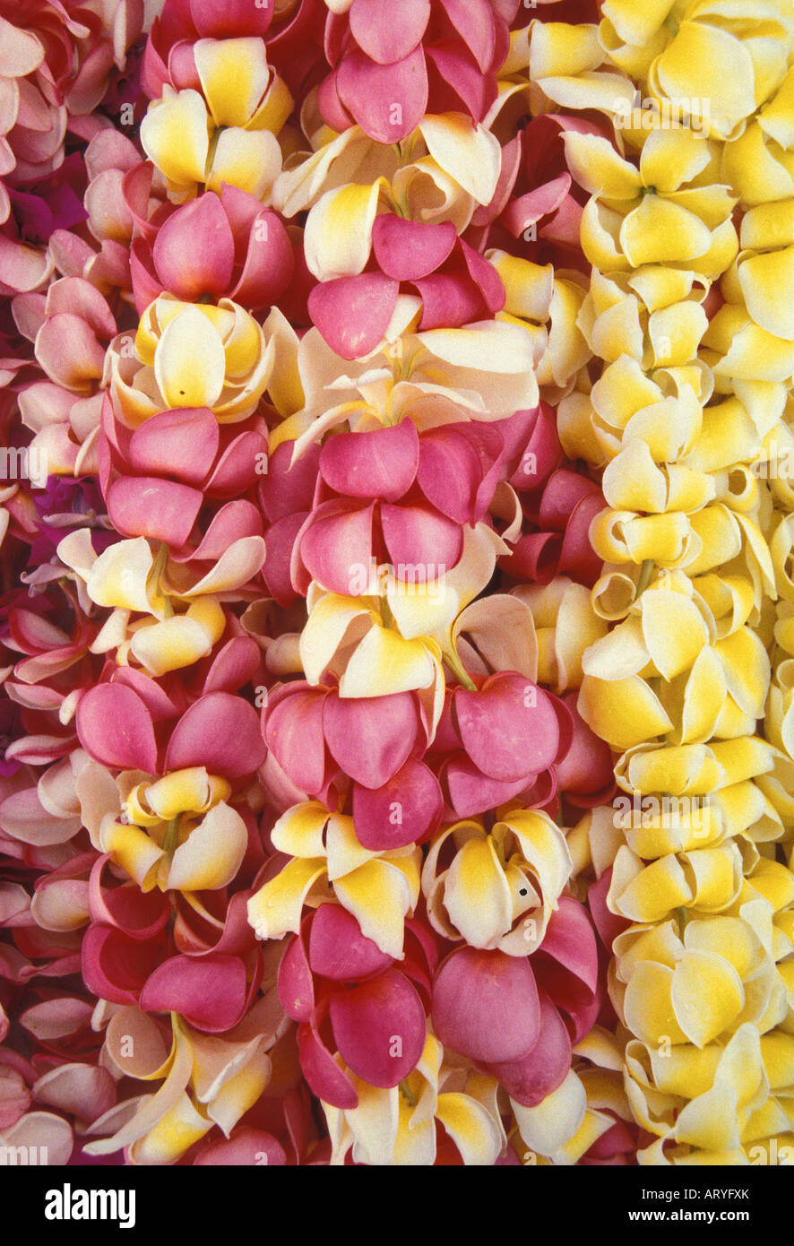 An outdoor display of pink and yellow plumeria leis on sale Stock Photo ...