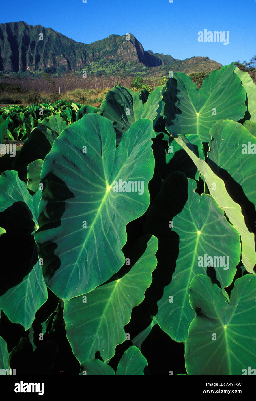 Taro land hi-res stock photography and images - Alamy