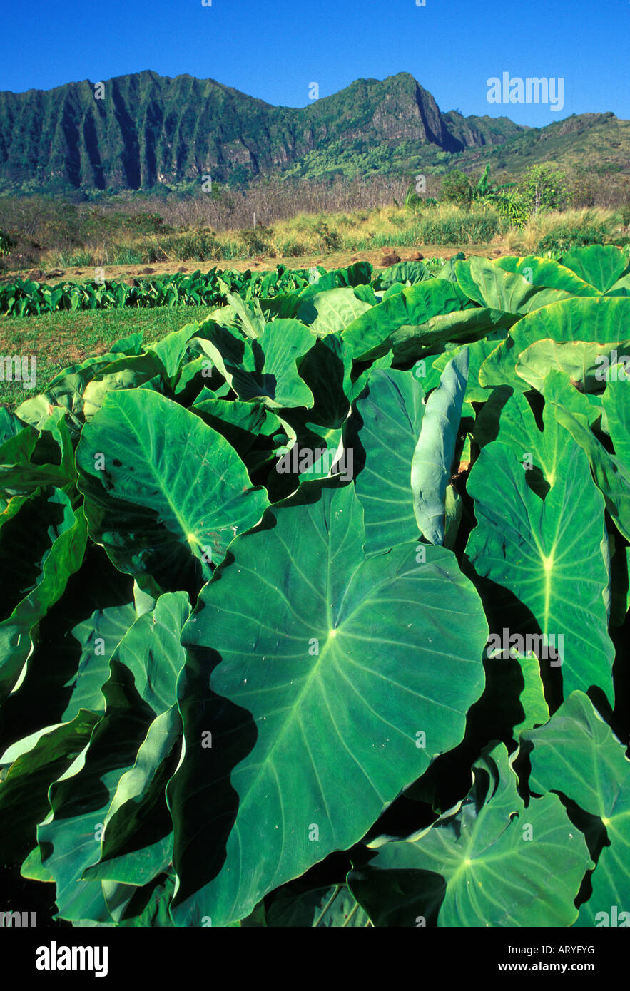 Kalo in hawaiian hi-res stock photography and images - Alamy