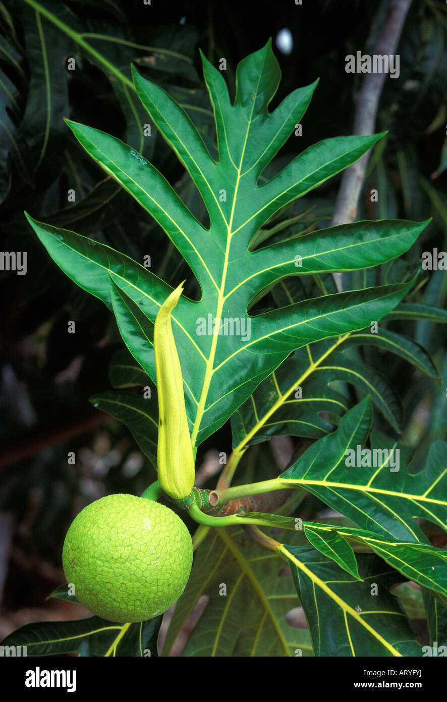 Breadfruit (ulu) tree with single fruit and large leaf Stock Photo - Alamy