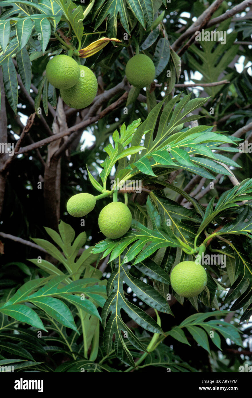Breadfruit tree hawaii hi-res stock photography and images - Alamy
