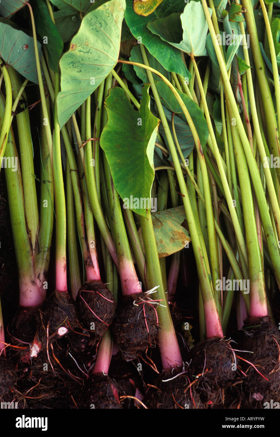 Harvested kalo (taro) with stems, leaves, and roots, at Kaala Farms ...