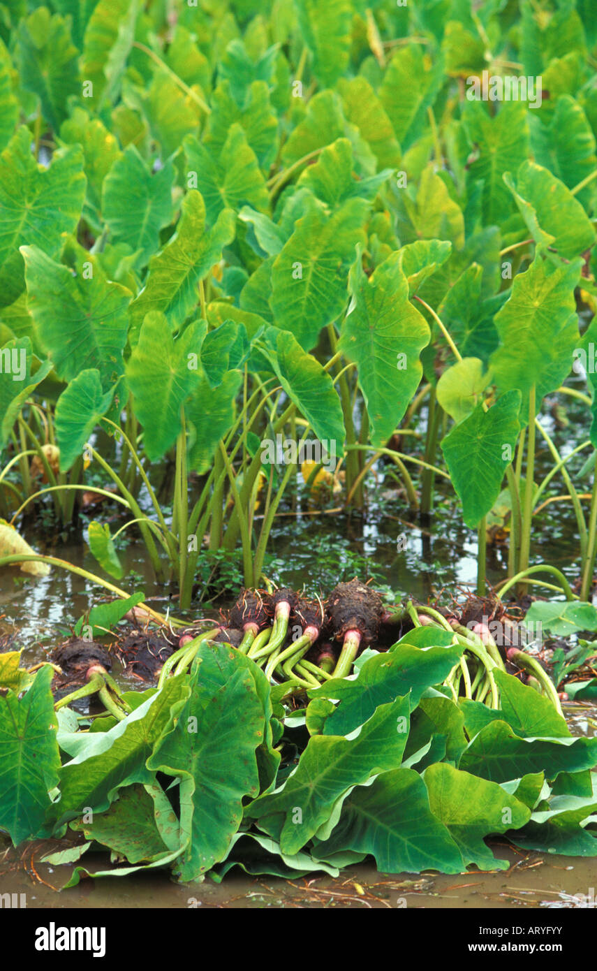 Kalo (taro) loi with harvested plants in the foreground, Kaala Farms ...