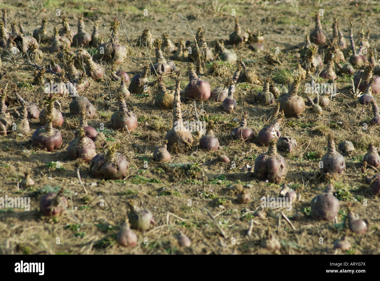 Growing Swede High Resolution Stock Photography and Images - Alamy