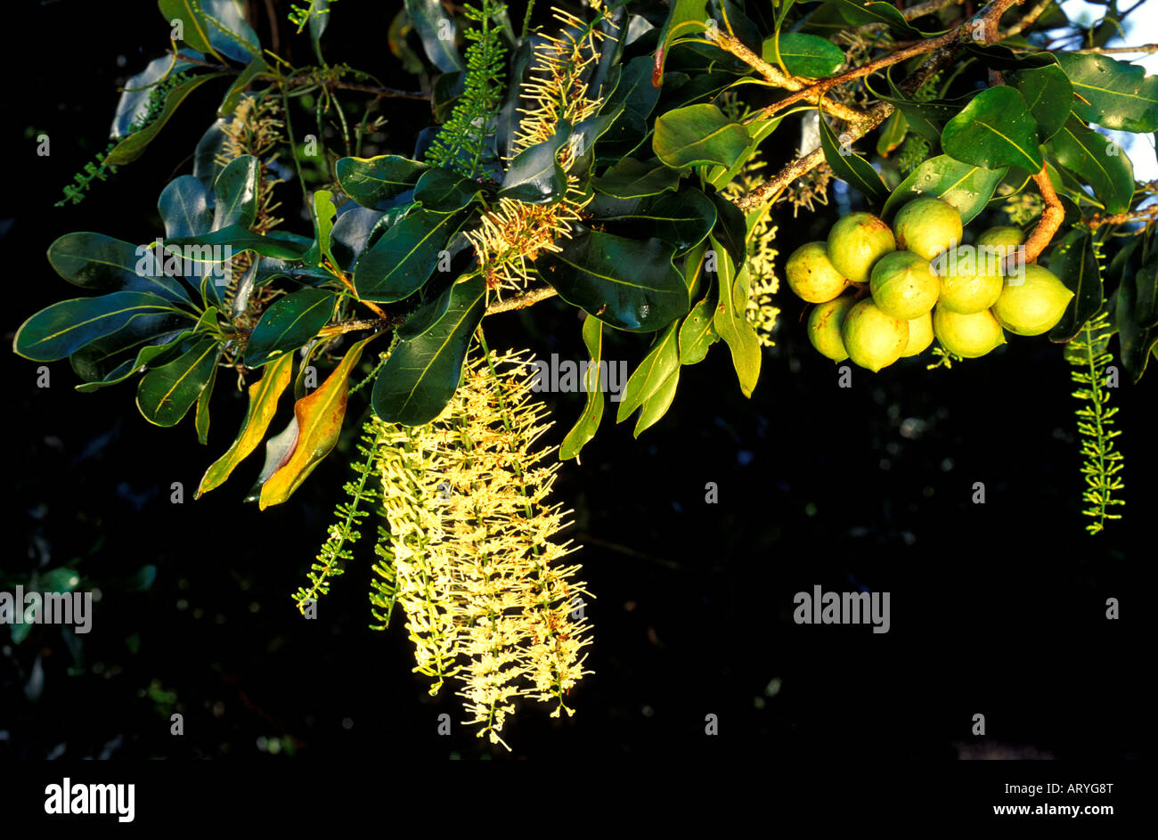 Macadamia nuts and blossoms on tree Stock Photo - Alamy