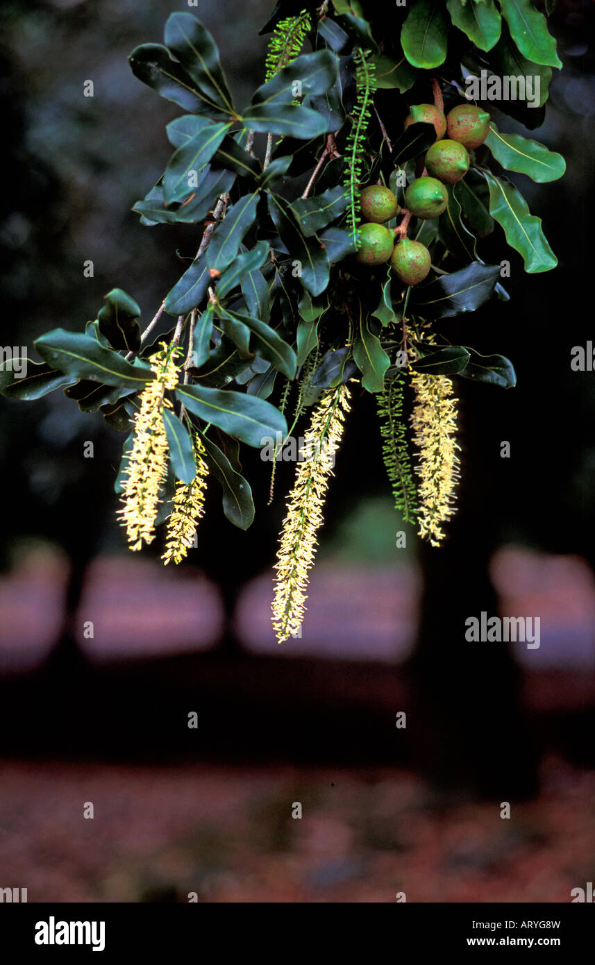 Macadamia nuts and blossoms on tree Stock Photo - Alamy