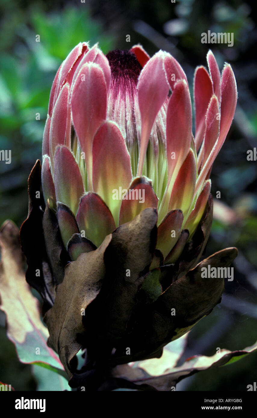 Pink protea (Duchess P. eximea) from Kula, Island of Maui Stock Photo ...