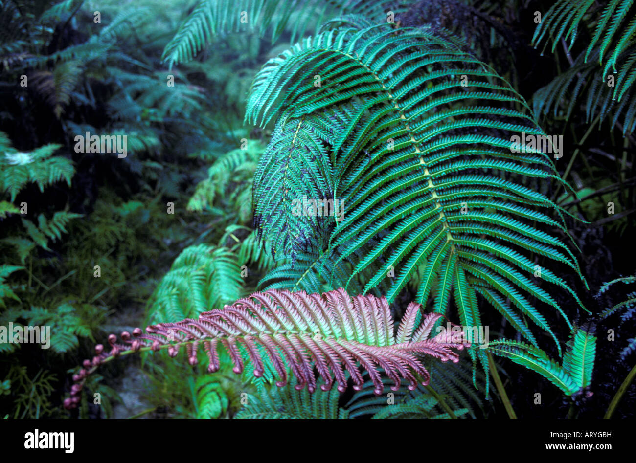 Amau hi-res stock photography and images - Alamy