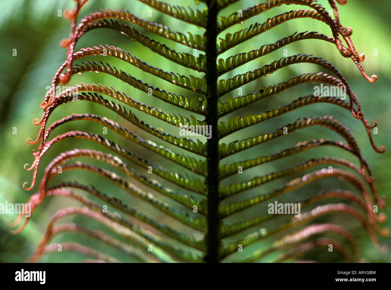 Amau fern (Sadleria Stock Photo - Alamy