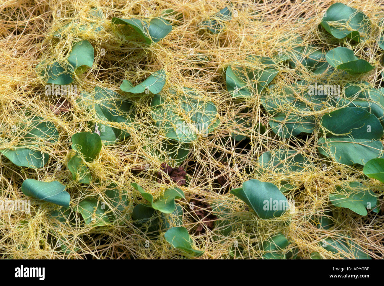 Indigenous or native species hi-res stock photography and images - Alamy