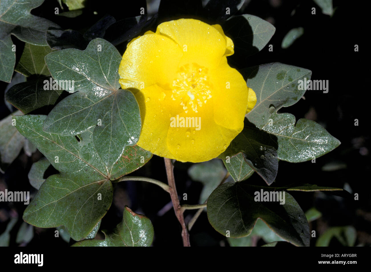 Mao or Hawaiian cotton (Gossypium tomentosum) is a native Hawaiian ...